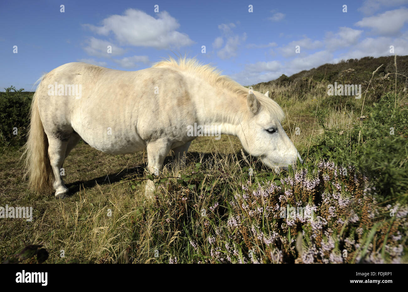 Shetland pony (Equus caballus) conservation grazing the coastline near ...