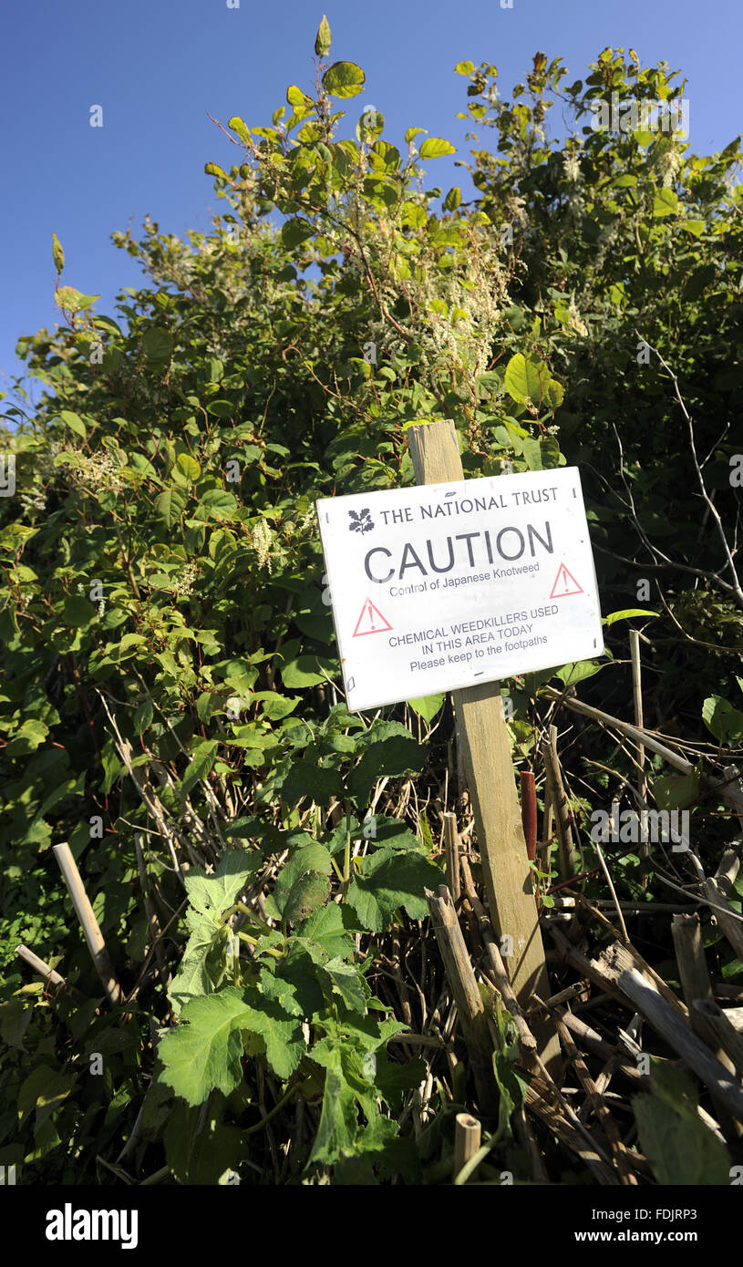Japanese Knotweed (Polygonum cuspidatum) along the Kenidjack Valley ...