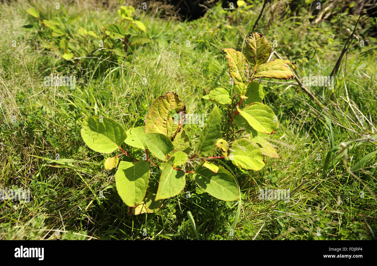 Polygonum cuspidatum hi-res stock photography and images - Alamy
