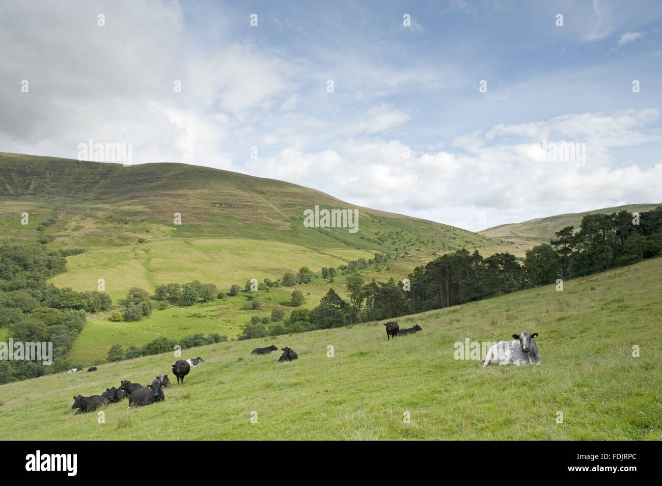 Cattle at Blaenglyn Farm in the Brecon Beacons National Park, South ...