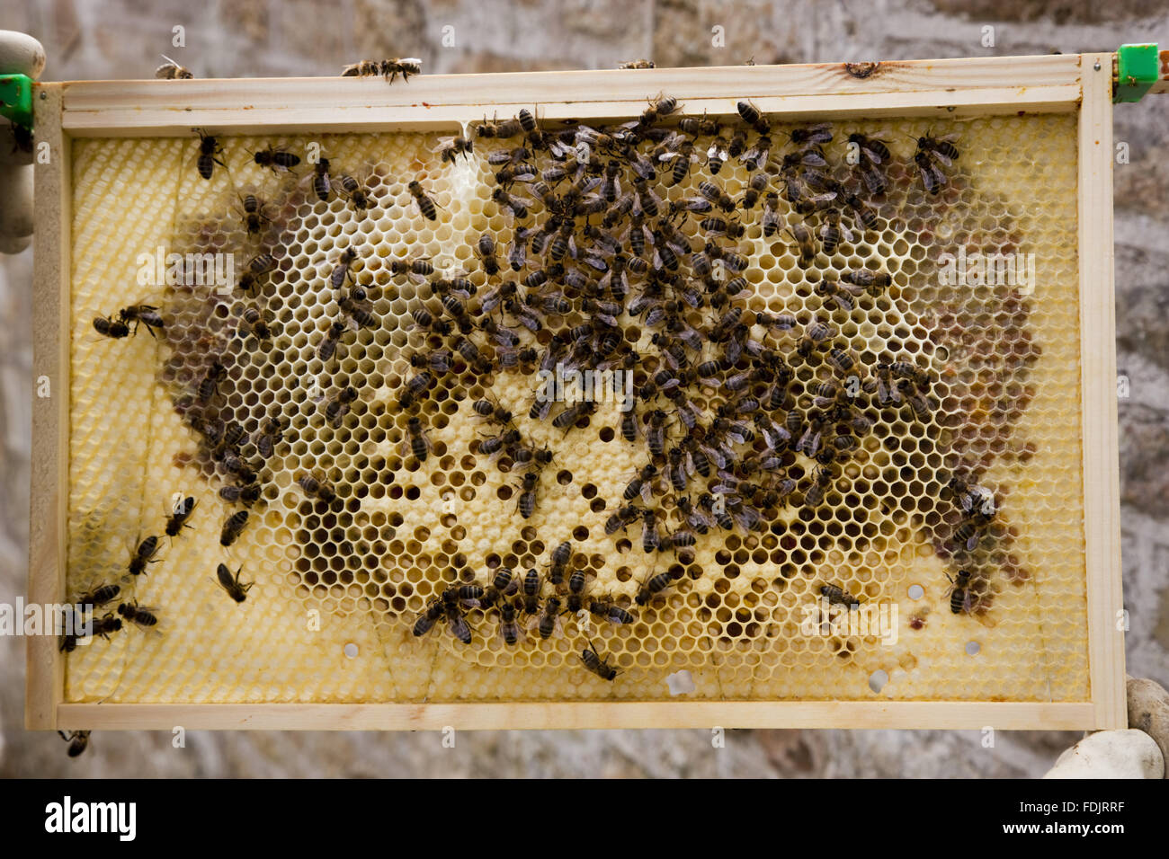 Bees on honeycomb at Trengwainton Garden, Cornwall Stock Photo - Alamy