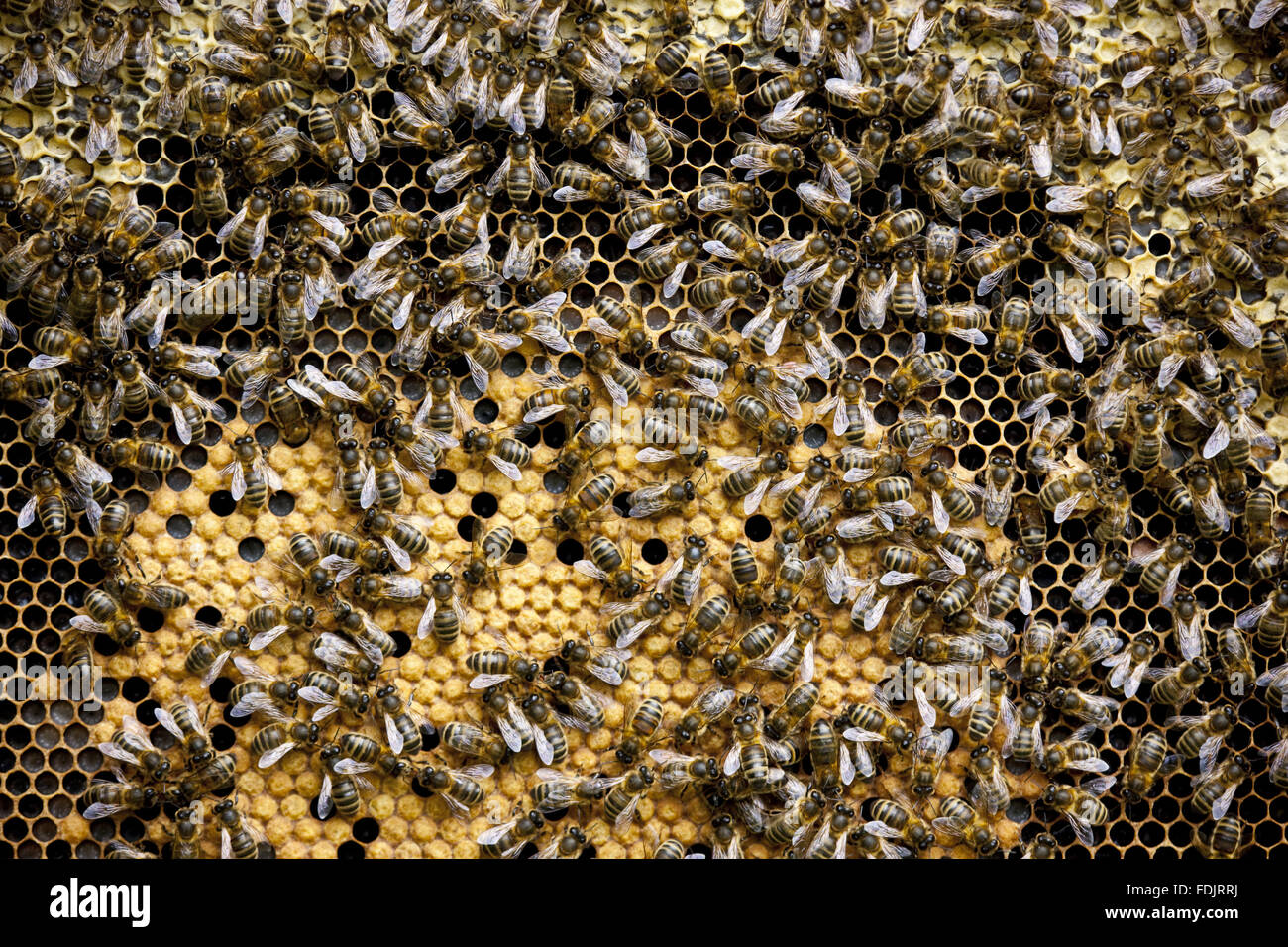 Bees on honeycomb, housed and managed in the Beehouse at Trengwainton ...