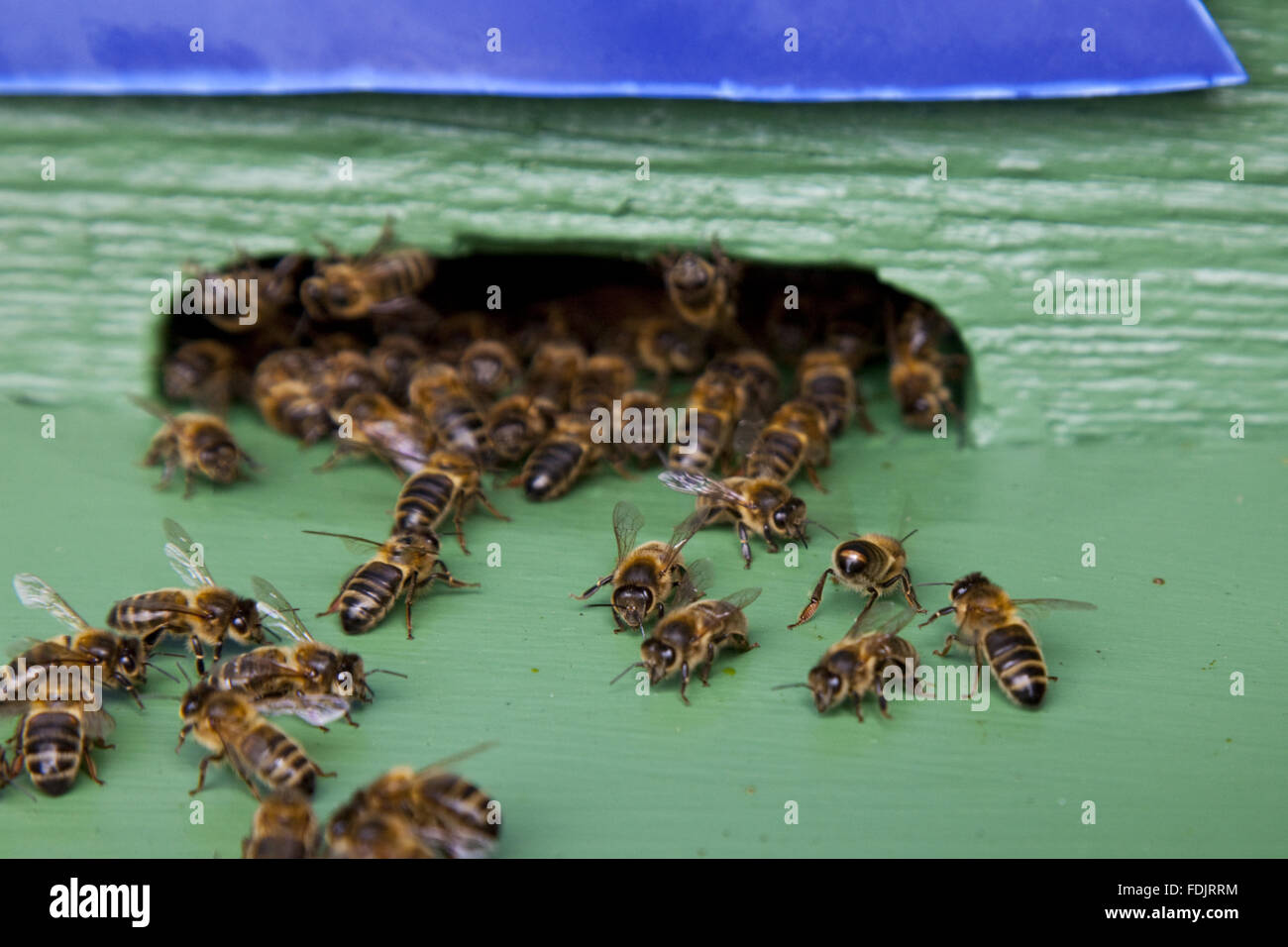 Bees which are housed and managed in the Beehouse at Trengwainton ...