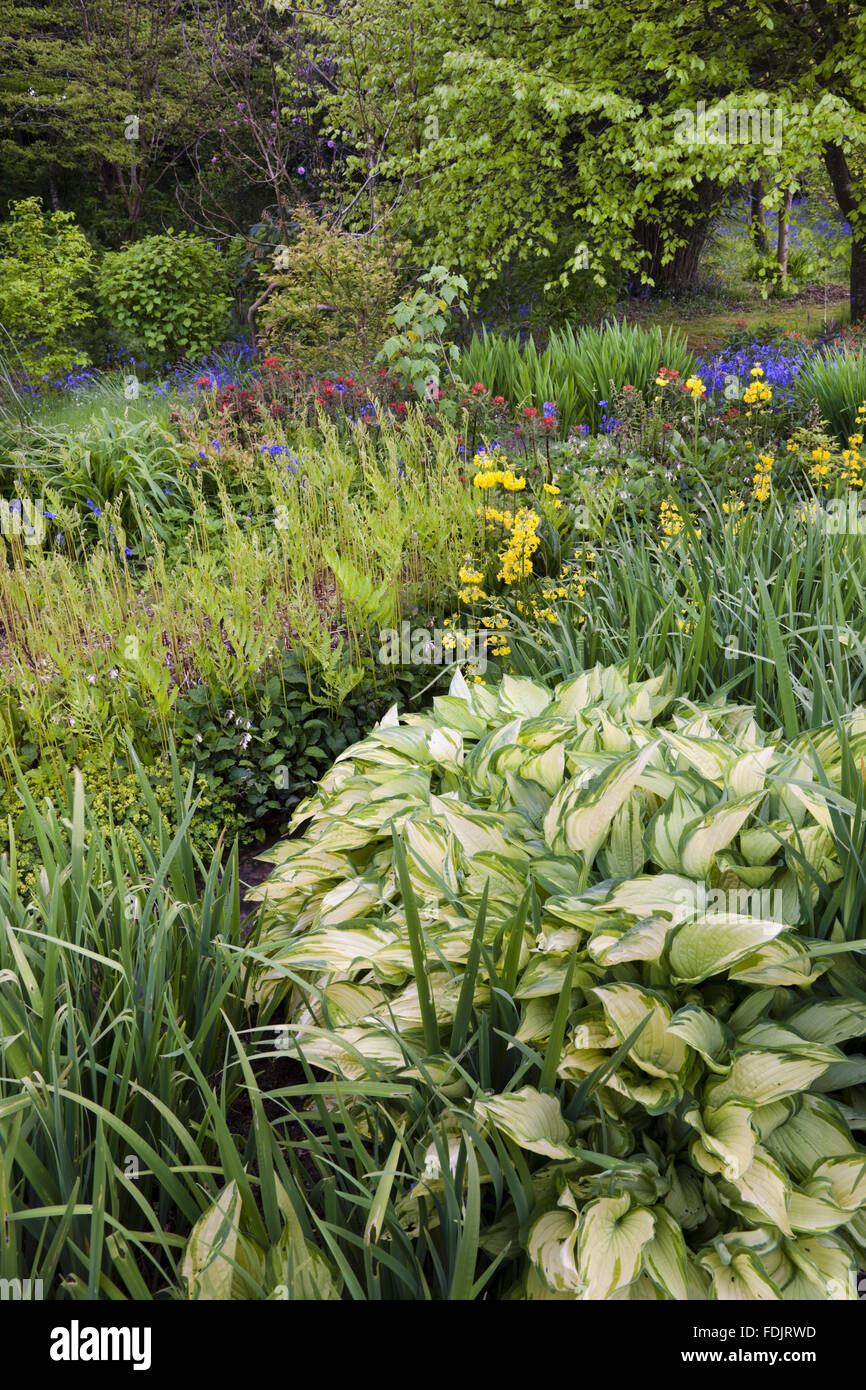 A variegated Hosta in the Stream Garden in June at Trengwainton Garden ...