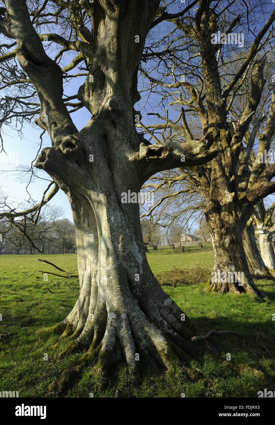 Ancient line of beech tree hi-res stock photography and images - Alamy