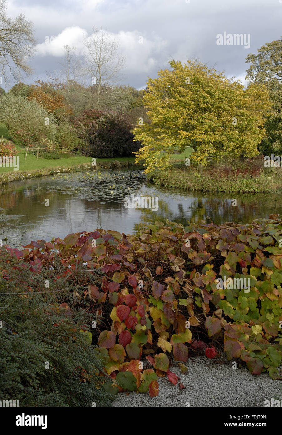 Vitis coignetiae (Crimson Glory vine) in October on the terrace wall ...