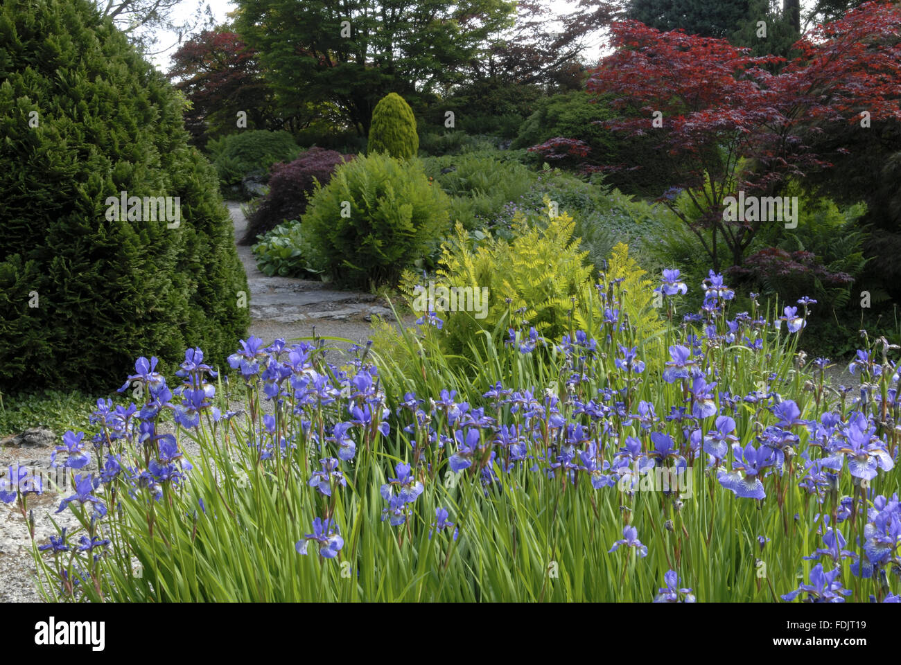 Iris in the large limestone rock garden in June at Sizergh Castle ...
