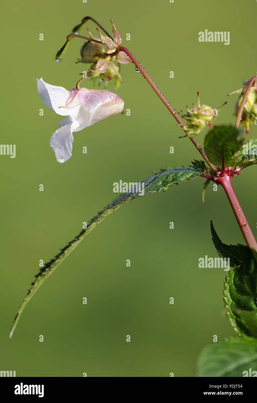 Himalayan balsam seeds hi-res stock photography and images - Alamy