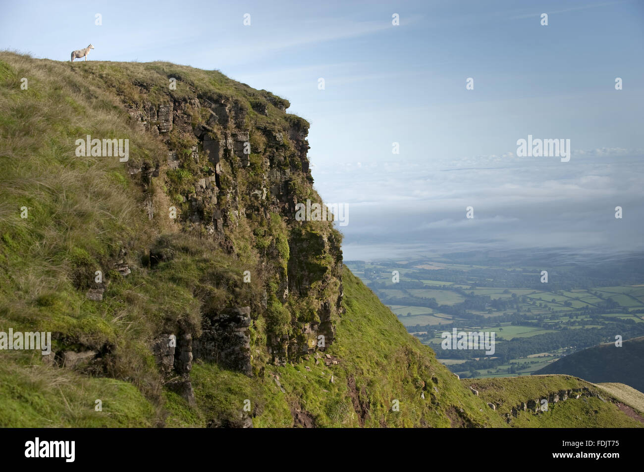 Lone sheep on Corn Du silhouetted against the skyline in the Brecon ...