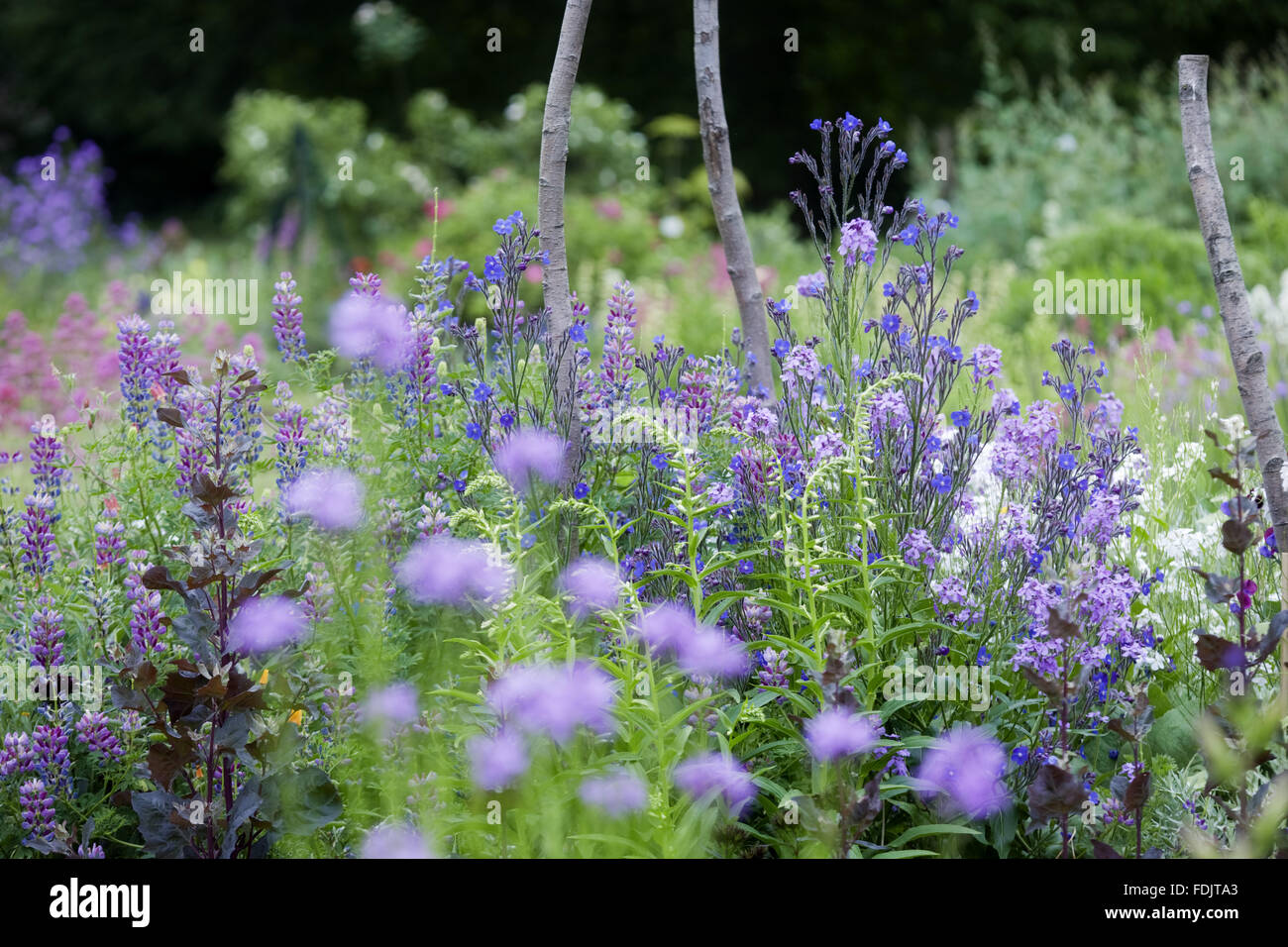 Purple and blue planting in the Pleasure Grounds in June at Osterley ...