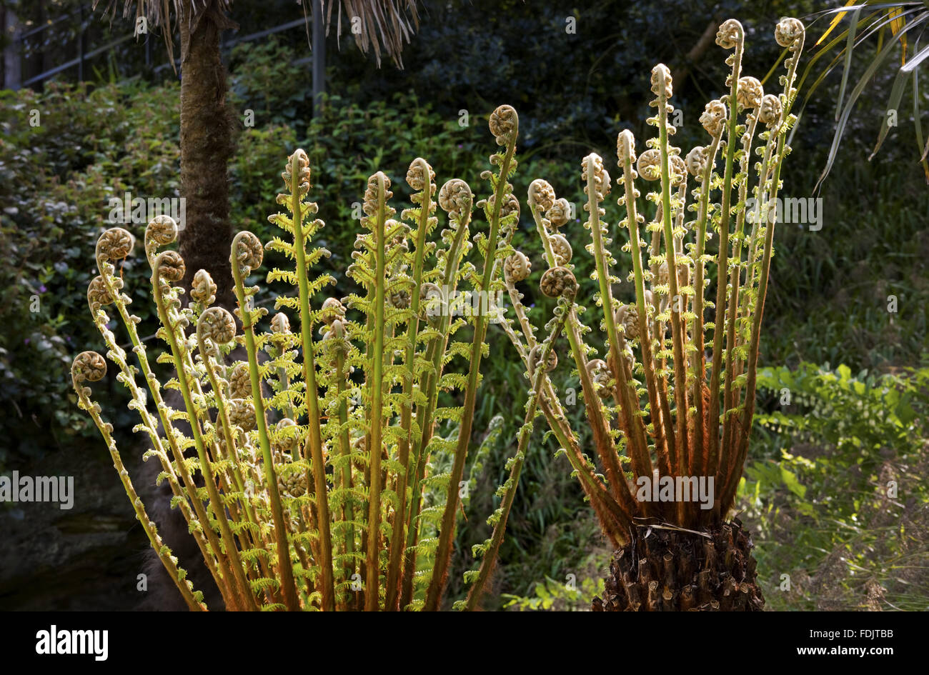 Emerging fronds of the tree fern (Dicksonia antarctica) at Trelissick ...