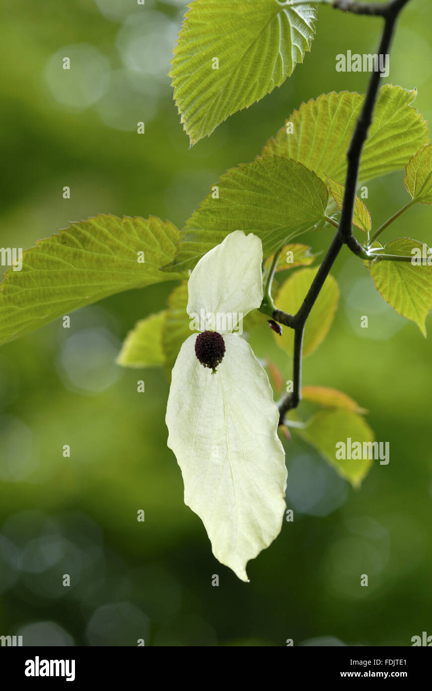 Close view of one of the bracts of the Handkerchief tree, Davidia ...