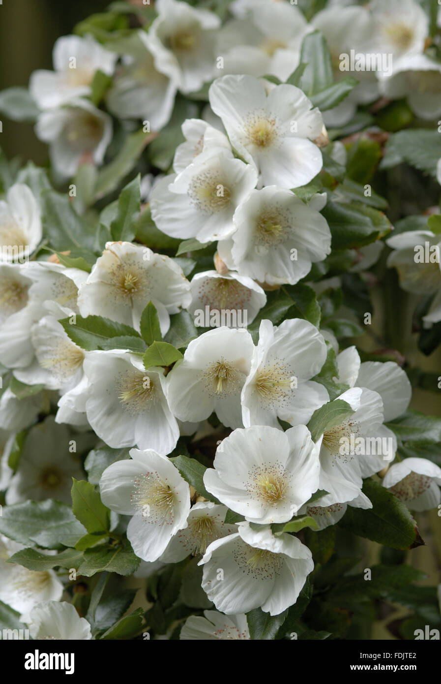 Flowers of the tree Eucryphia x "Nymansay" in August in the garden at ...