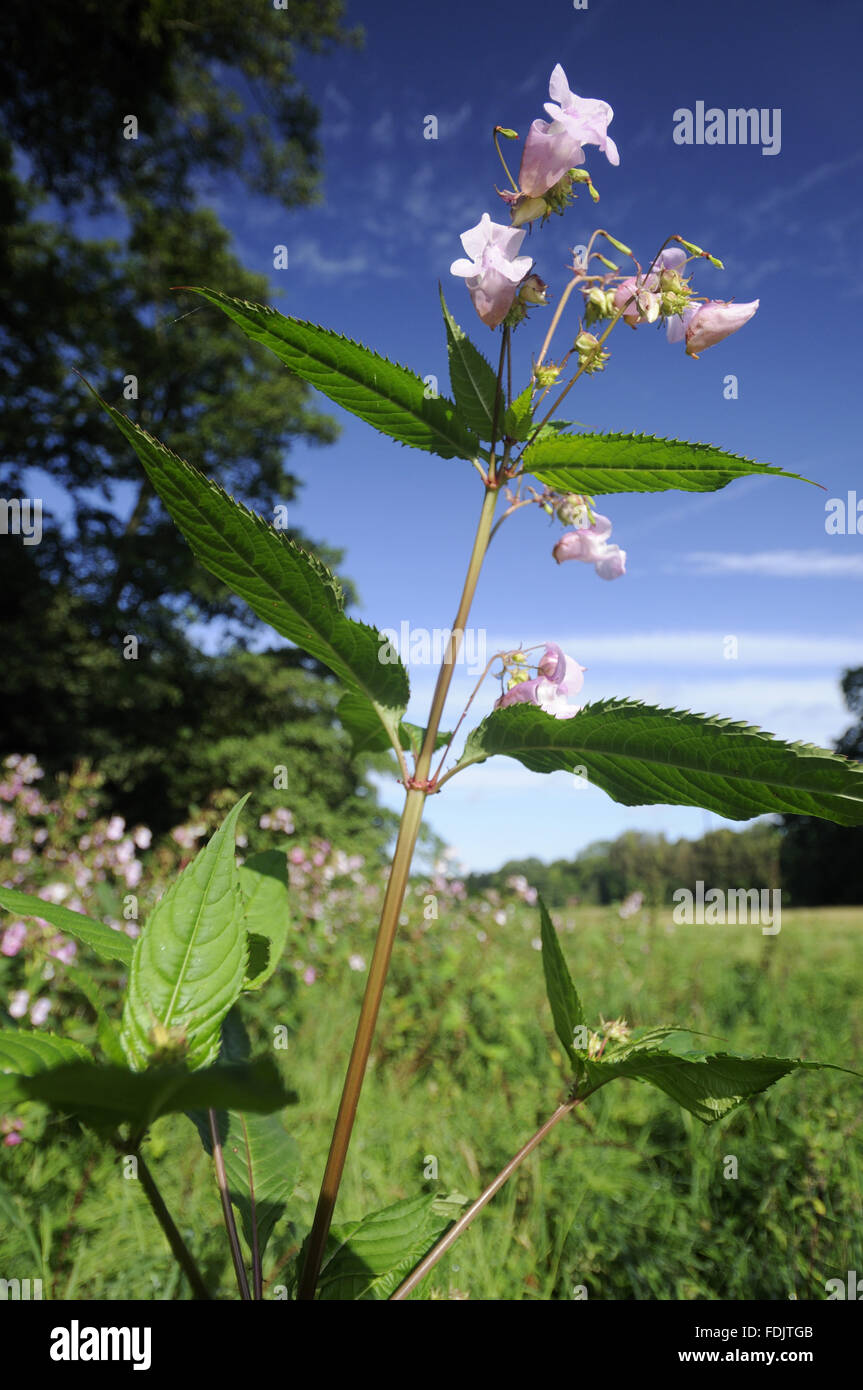 Himalayan balsam (Impatiens balsamifera) at Parke, Bovey Tracey, Devon ...