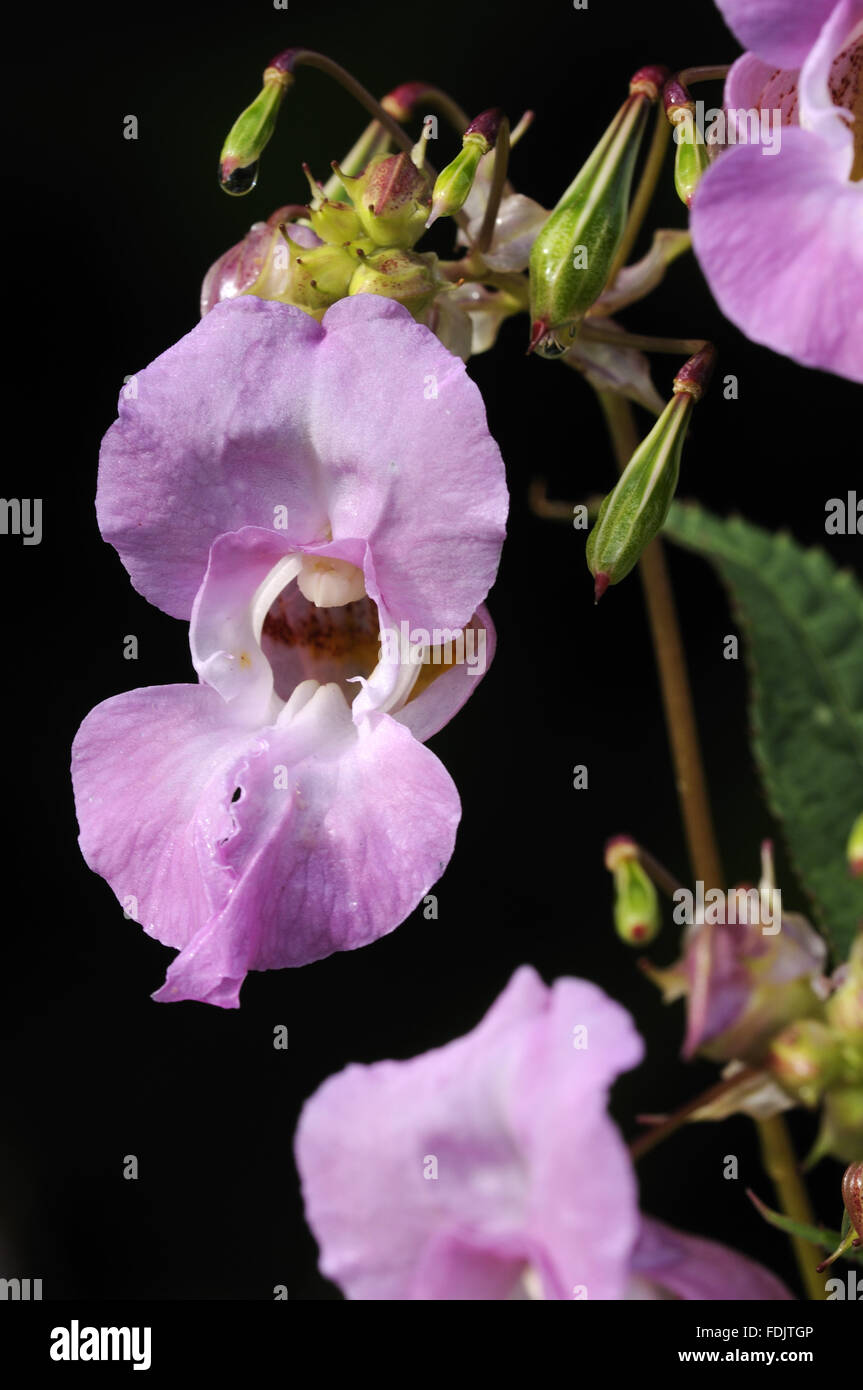 Himalayan balsam seeds hi-res stock photography and images - Alamy