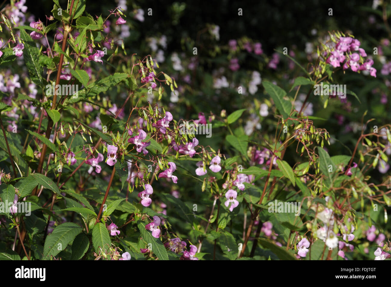 Himalayan balsam (Impatiens balsamifera) at Parke, Bovey Tracey, Devon ...