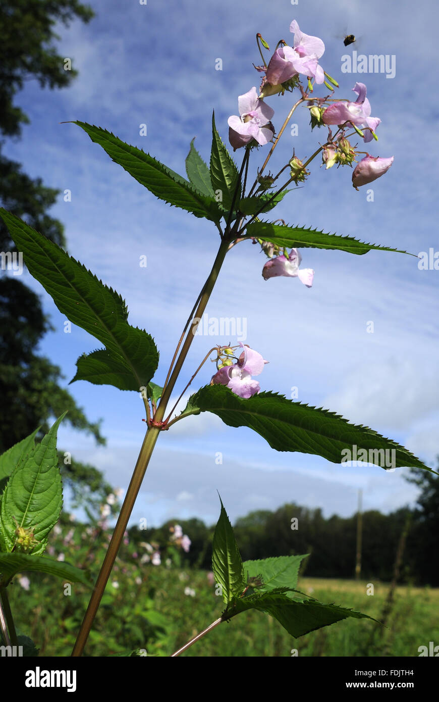 Himalayan balsam (Impatiens balsamifera) at Parke, Bovey Tracey, Devon ...