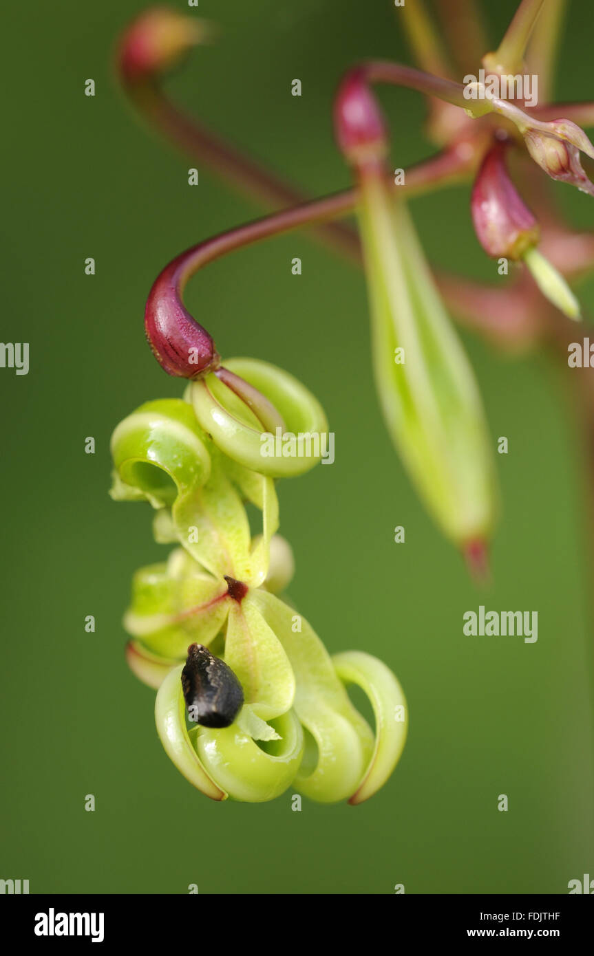 Himalayan balsam seeds hi-res stock photography and images - Alamy