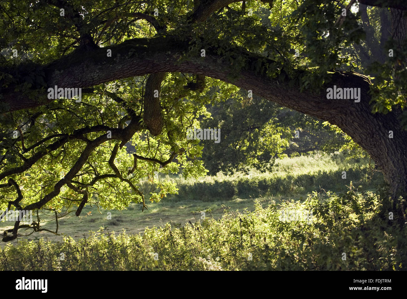 Tree and landscape at Crom, Co. Fermanagh, Northern Ireland Stock Photo ...