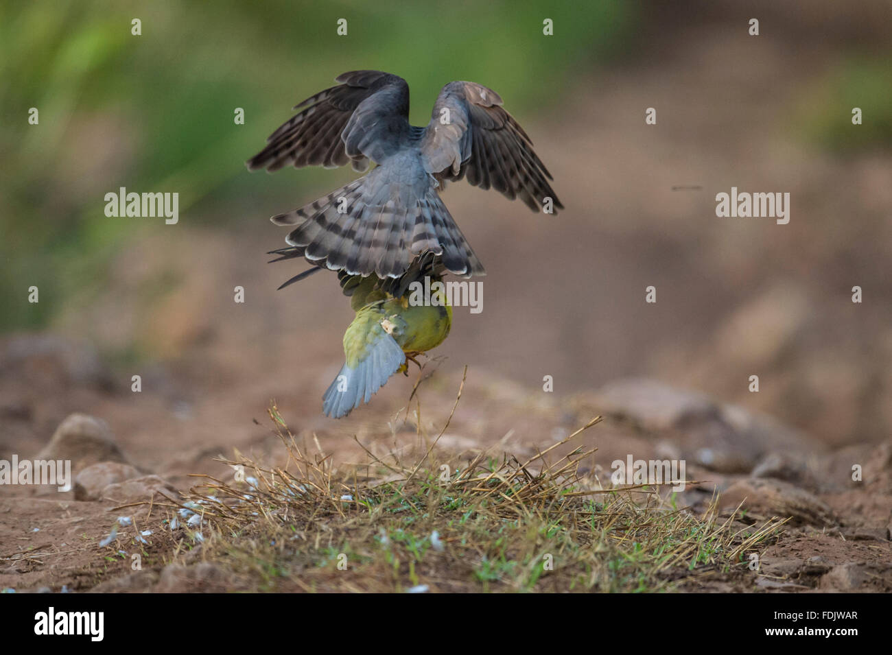 Attack on birds of prey hi-res stock photography and images - Alamy