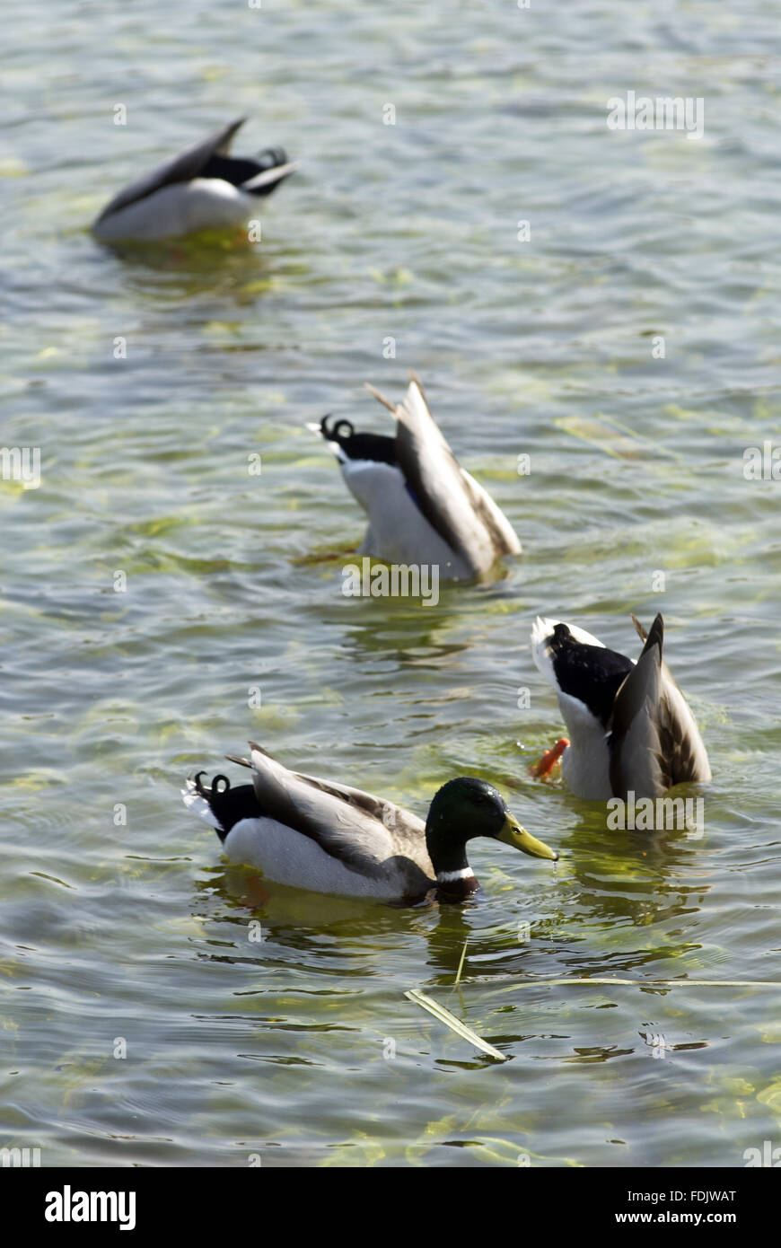 Ducks feeding in the lake at Ickworth, Suffolk Stock Photo - Alamy