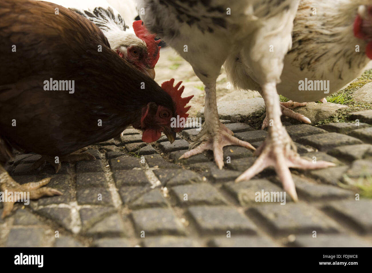 Scratching chickens hi-res stock photography and images - Alamy