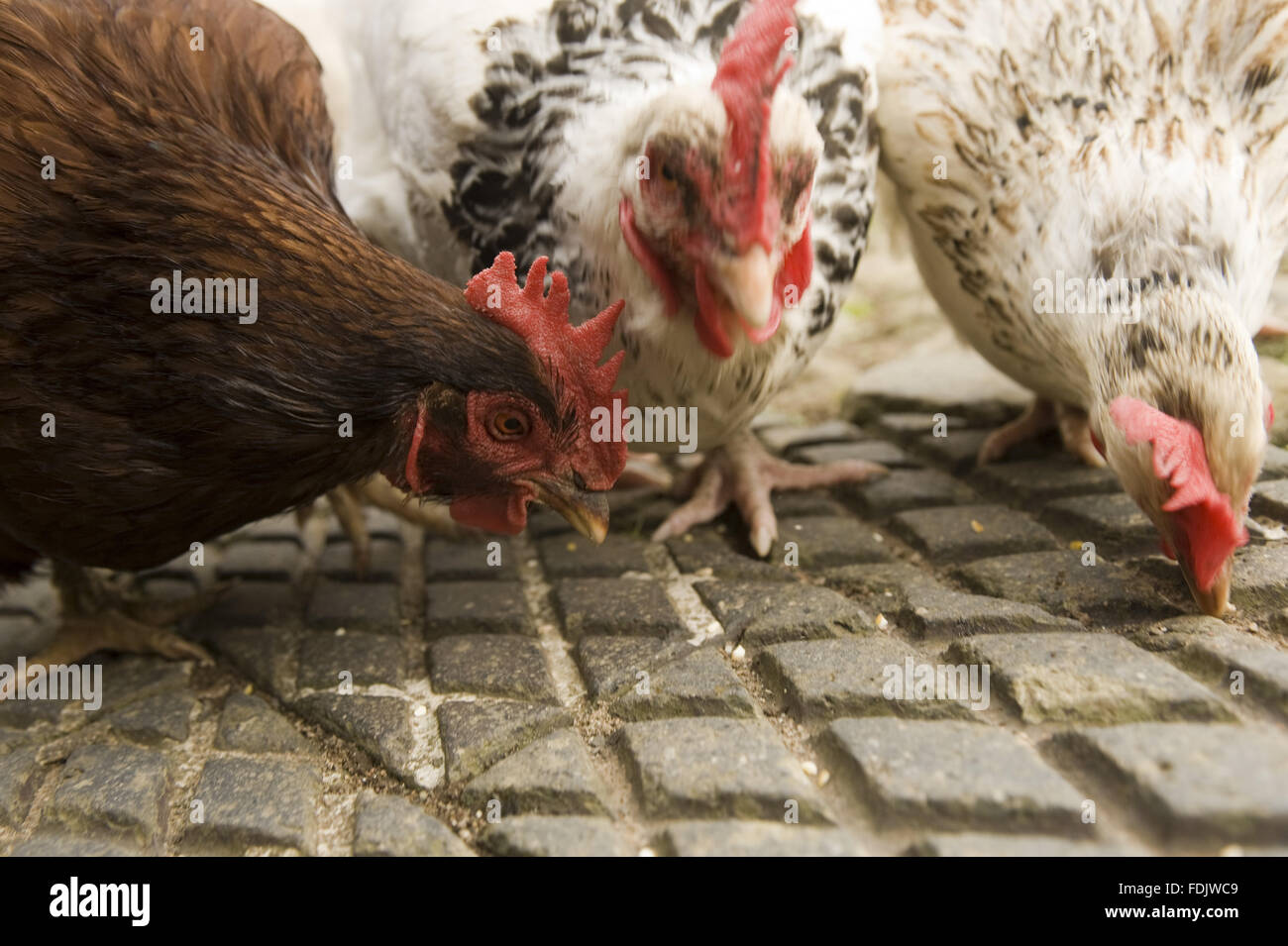 Scratching chickens hi-res stock photography and images - Alamy