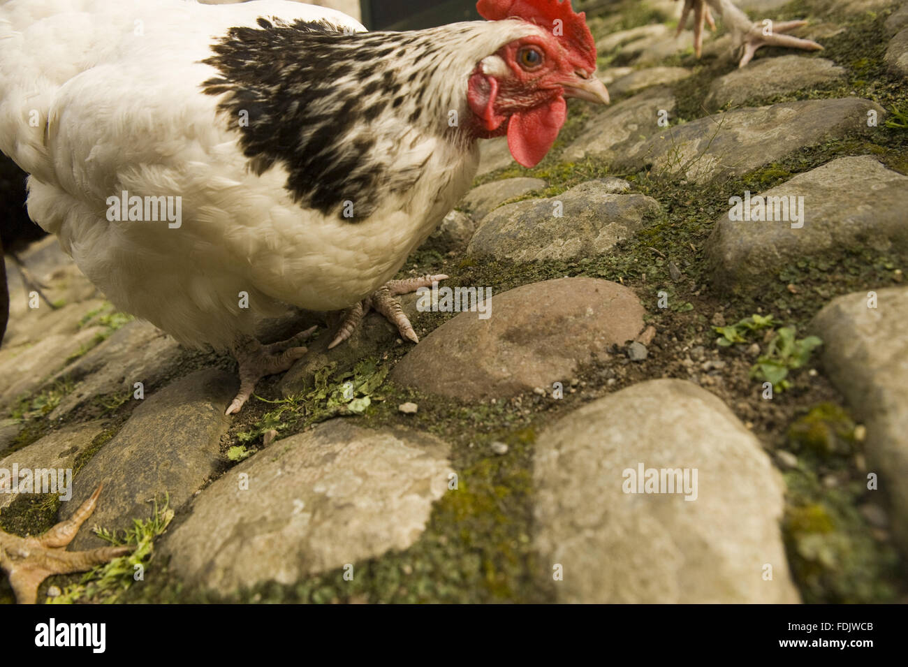 Chickens scratching in the cobbled courtyard at Ardress House, Co ...