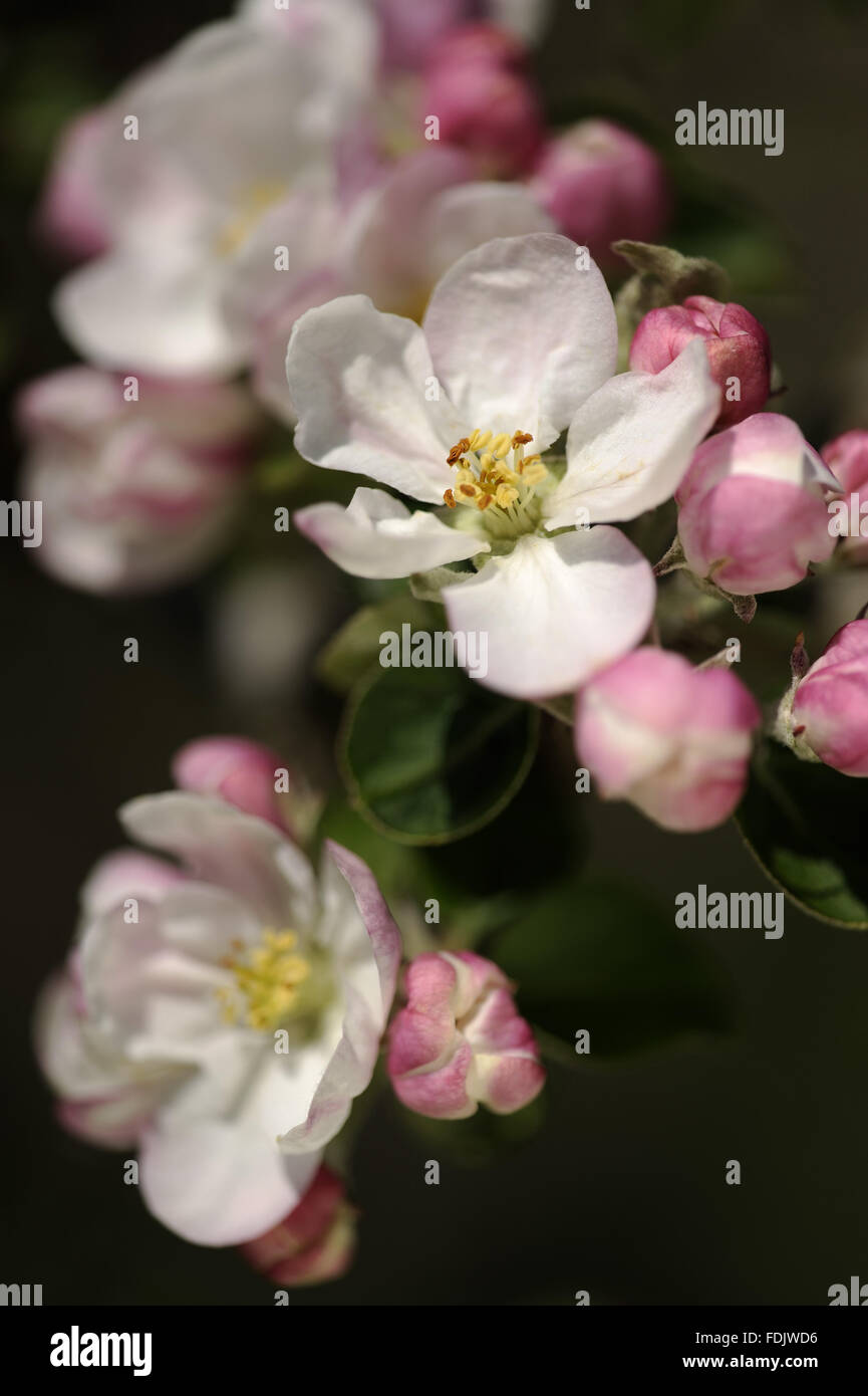 Apple blossom in April, in the fruit orchard at Cotehele, Cornwall ...