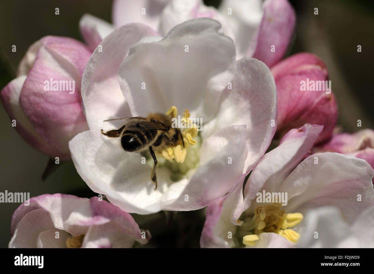 Orchard uk spring wildlife hi-res stock photography and images - Alamy