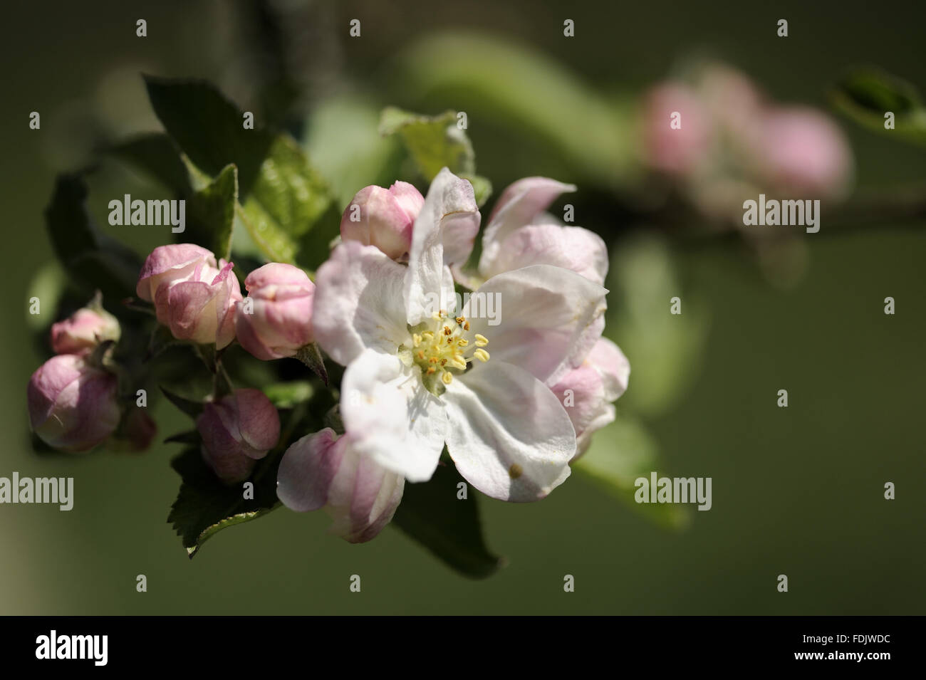 Apple blossom in April, in the fruit orchard at Cotehele, Cornwall ...