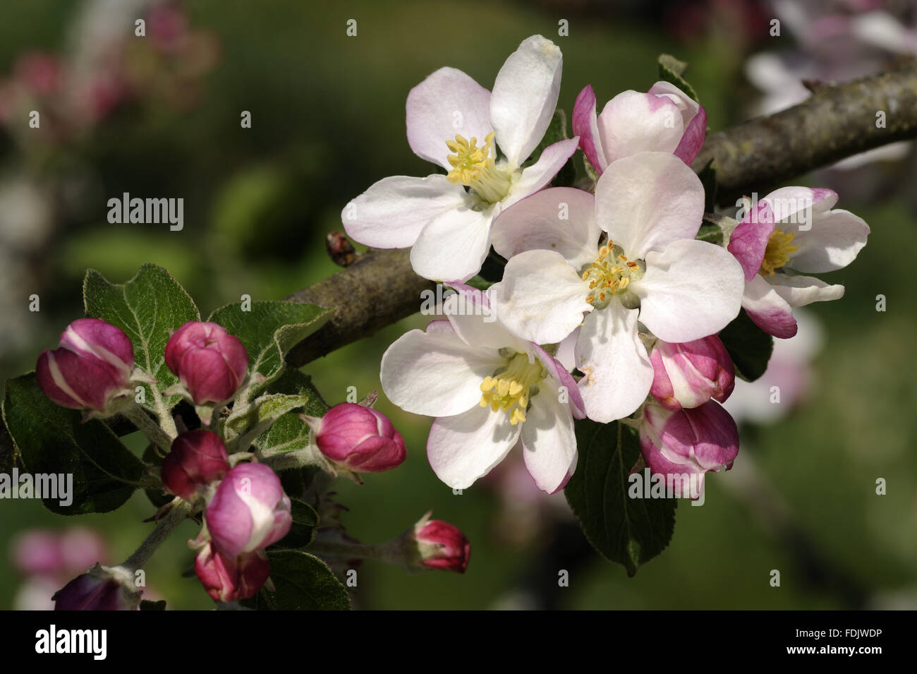 Apple blossom in April, in the fruit orchard at Cotehele, Cornwall ...