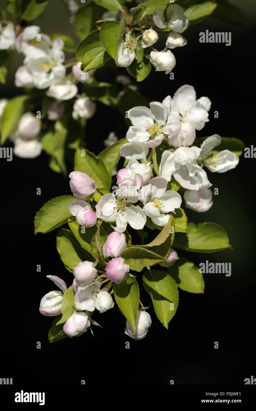 Apple blossom in April, in the fruit orchard at Cotehele, Cornwall ...