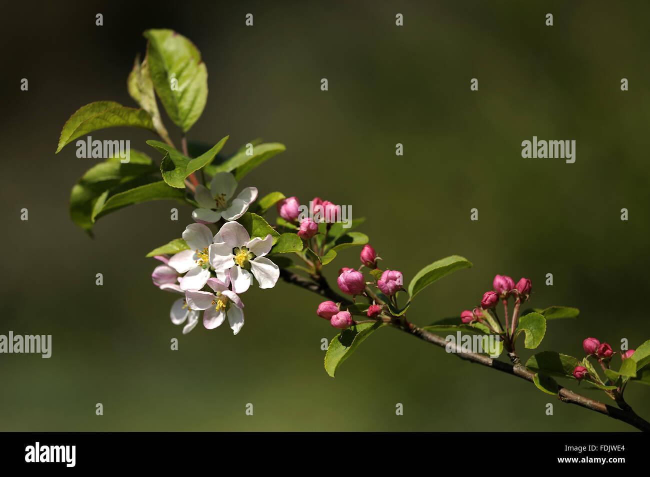 Apple blossom in April, in the fruit orchard at Cotehele, Cornwall ...