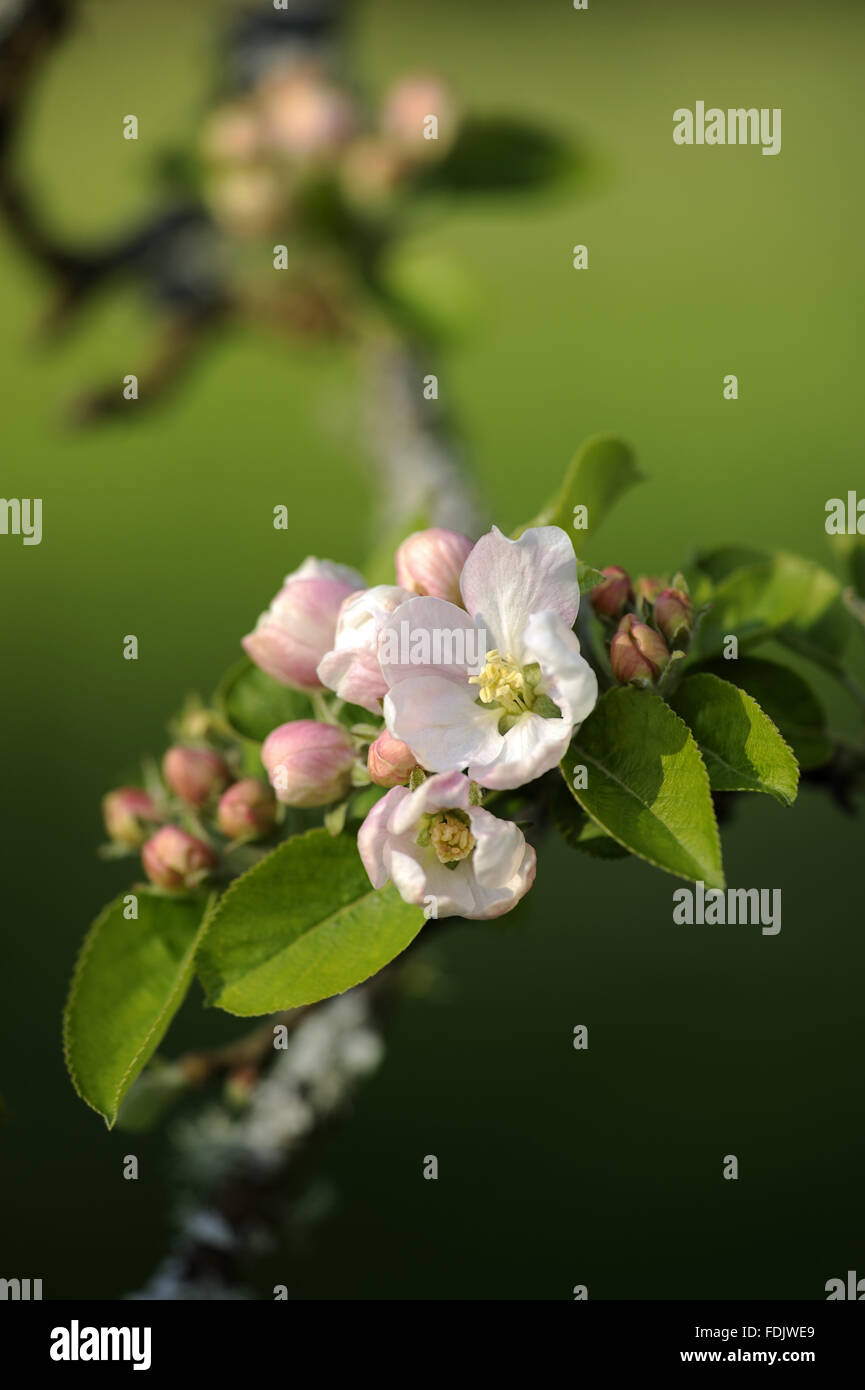 Apple blossom in April, in the fruit orchard at Cotehele, Cornwall ...