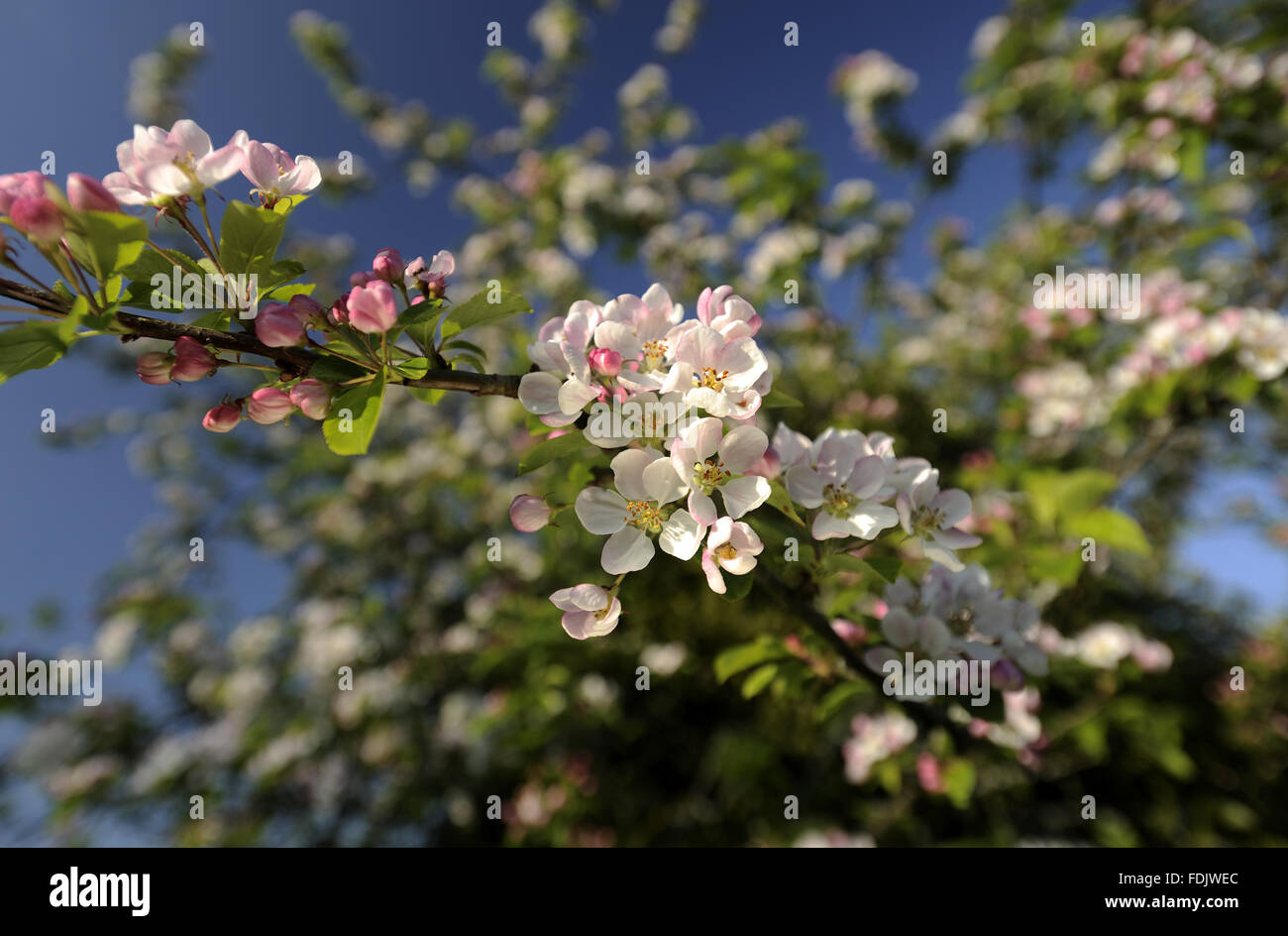 Cotehele cornwall tree hi-res stock photography and images - Alamy