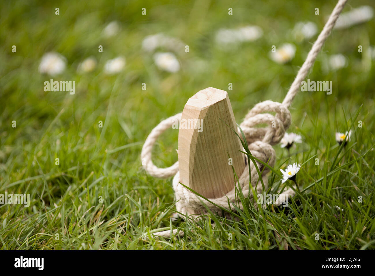 Guy rope and wooden peg in the garden at Trerice, Cornwall Stock Photo ...