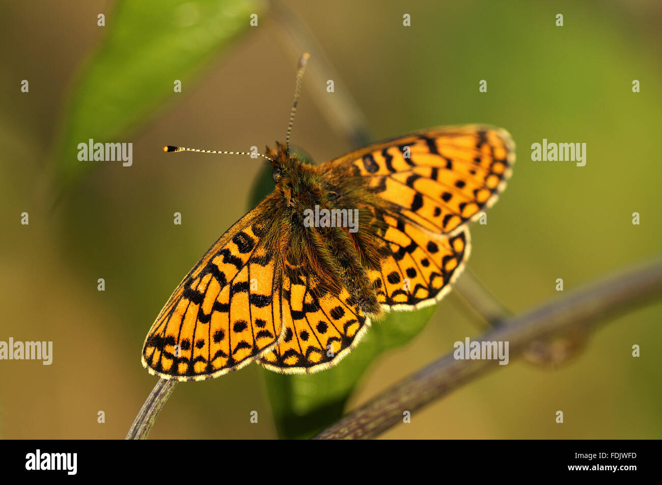 Small Pearl-bordered Fritillary (Boloria selene) butterfly at Marsland ...