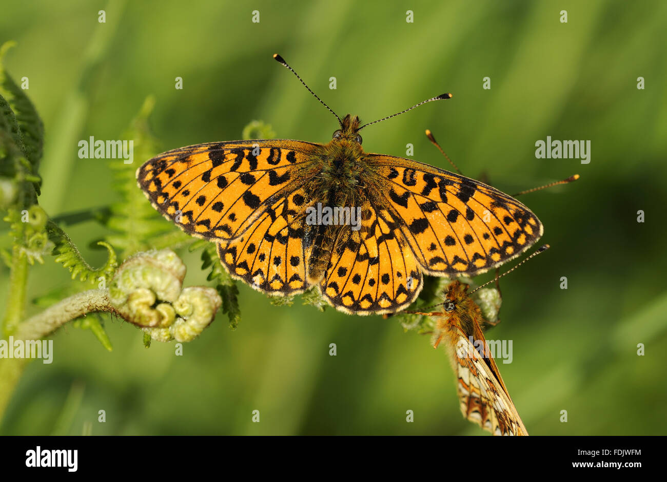 Small Pearl-bordered Fritillary (Boloria selene) butterfly at Marsland ...