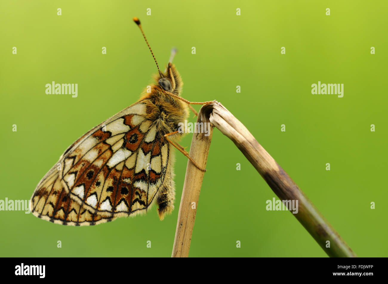 Small Pearl-bordered Fritillary (Boloria selene) butterfly at Marsland ...