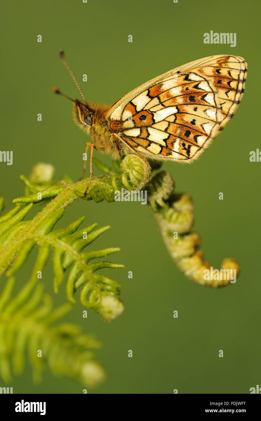 Small Pearl-bordered Fritillary (Boloria selene) butterfly at Marsland ...