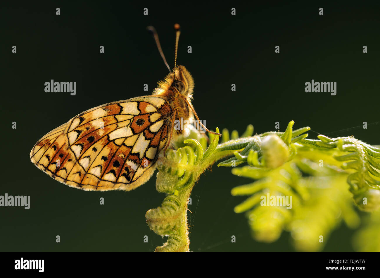 Small Pearl-bordered Fritillary (Boloria selene) butterfly at Marsland ...