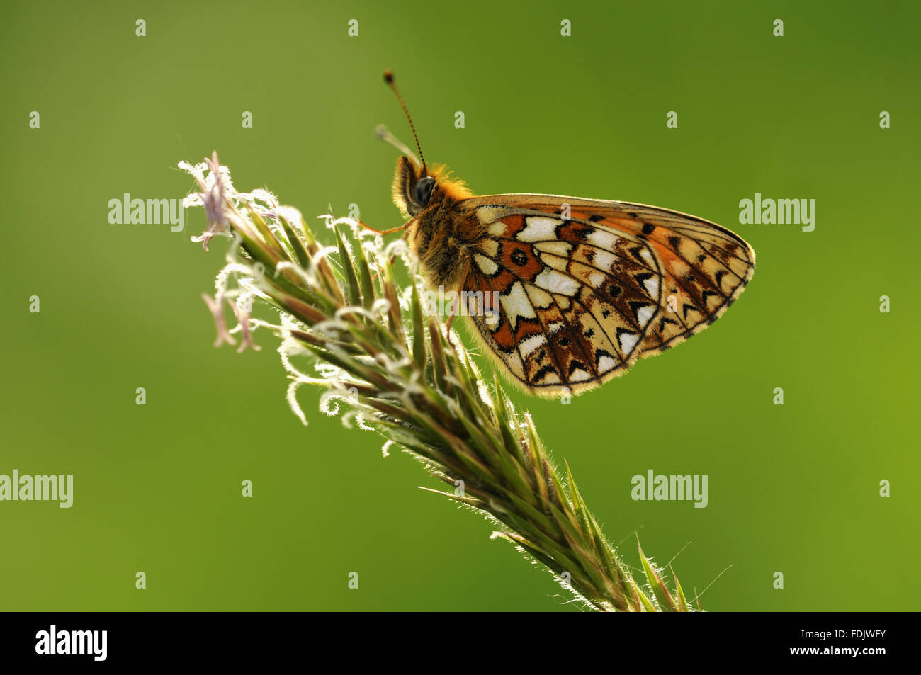 Small Pearl-bordered Fritillary (Boloria selene) butterfly at Marsland ...
