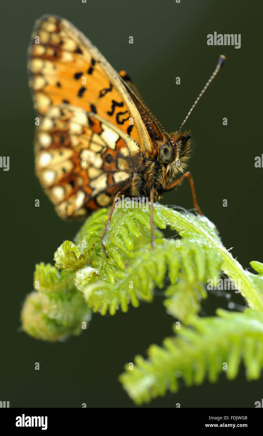 Small Pearl-bordered Fritillary (Boloria selene) butterfly at Marsland ...