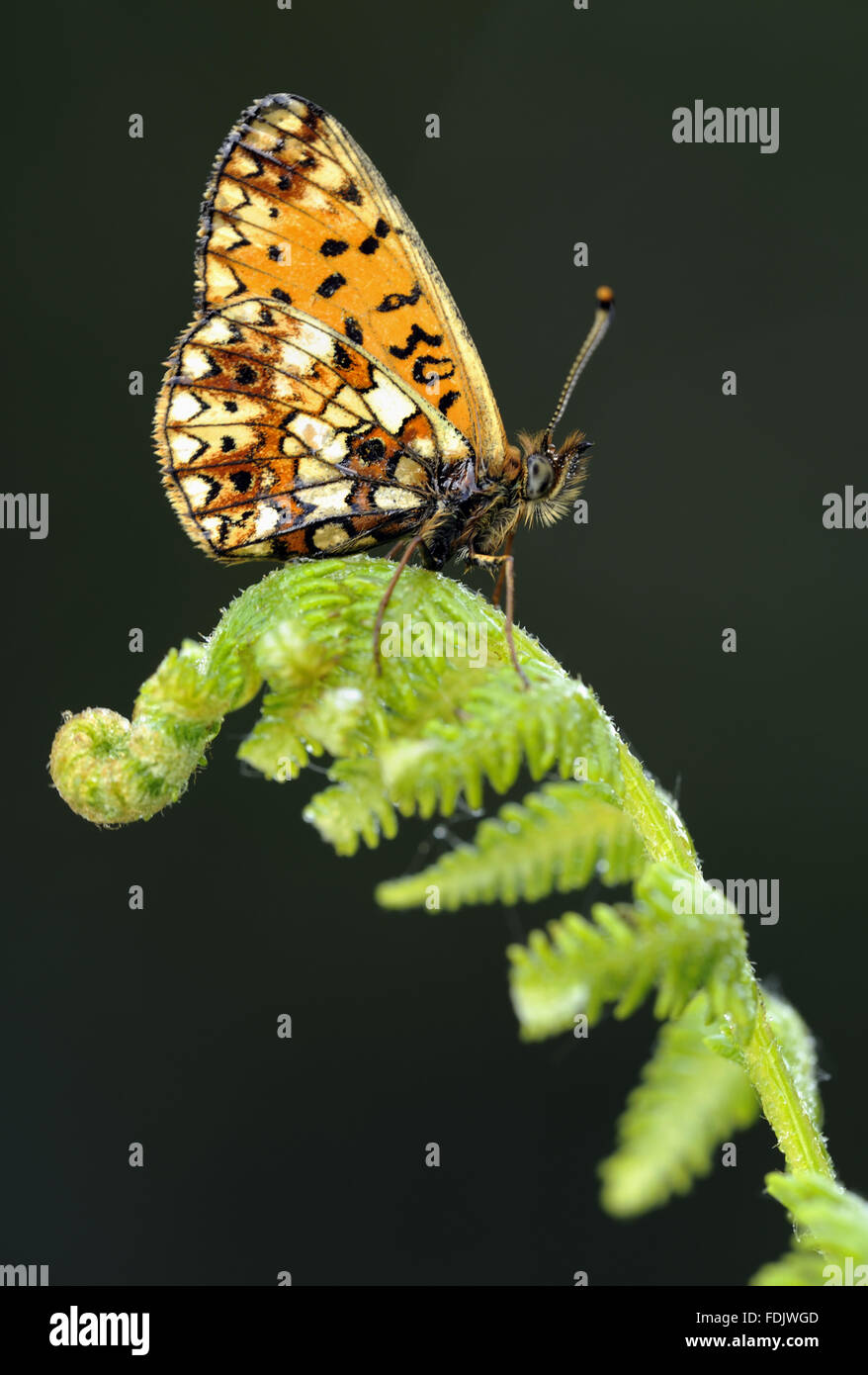 Small Pearl-bordered Fritillary (Boloria selene) butterfly at Marsland ...