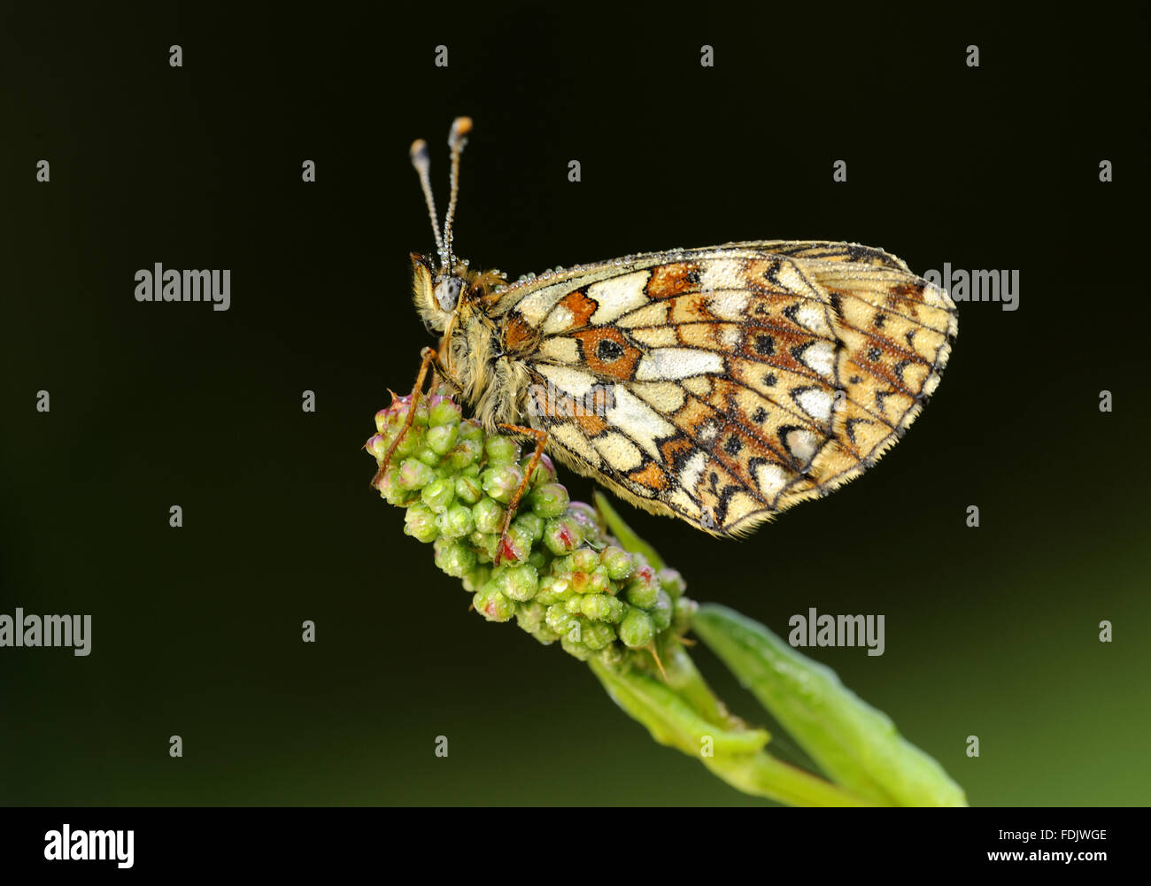 Small Pearl-bordered Fritillary (Boloria selene) butterfly at Marsland ...