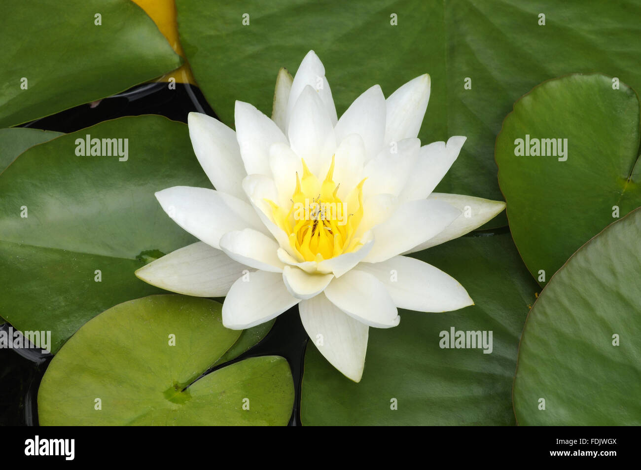 Coleton fishacre gardens devon hi-res stock photography and images - Alamy