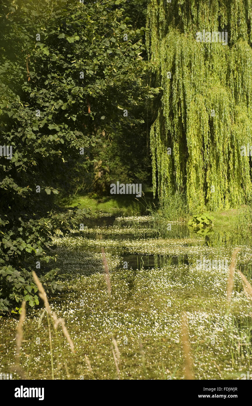 Weeping willow tree and stream at West Wycombe Park, Buckinghamshire ...