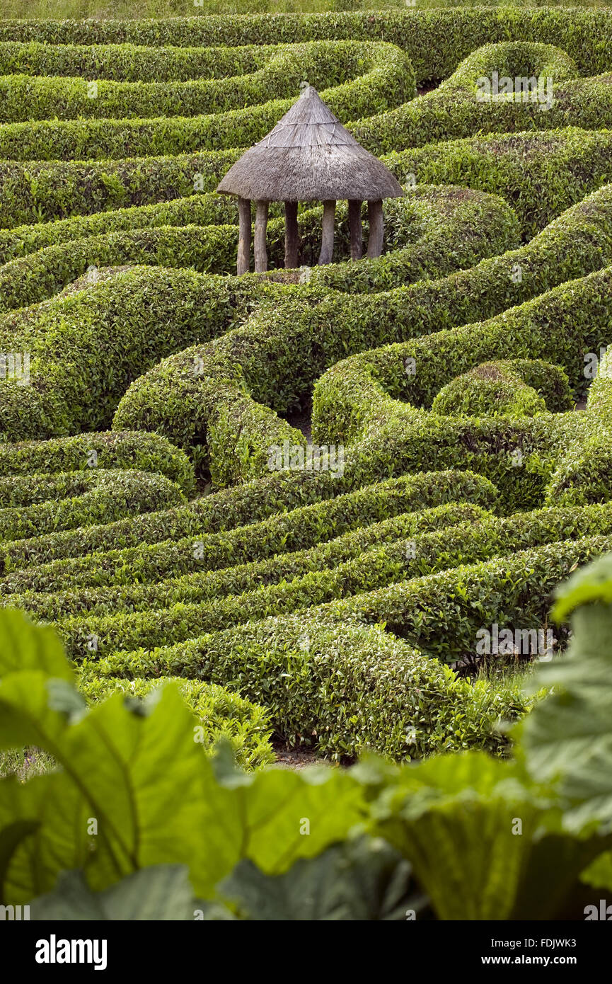 View over the Cherry Laurel maze at Glendurgan Garden, Cornwall. The ...