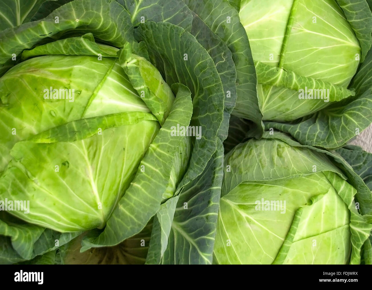 Three Cabbage Pattern Stock Photo - Alamy